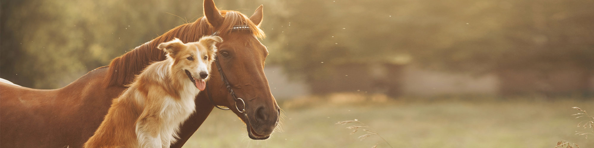 16th Annual Pet Blessing and Animal Fair | Dignity Health